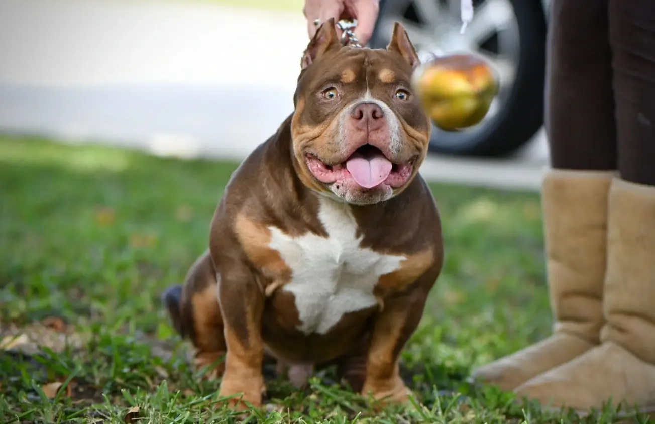 What is a Tri Colored Bully?