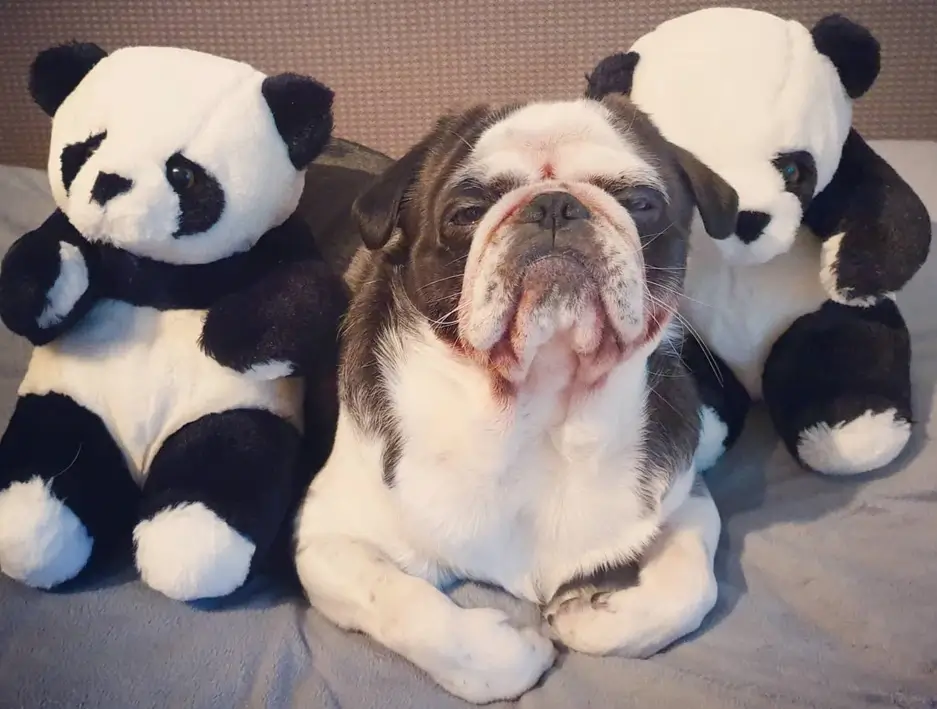 What are Panda Pugs?