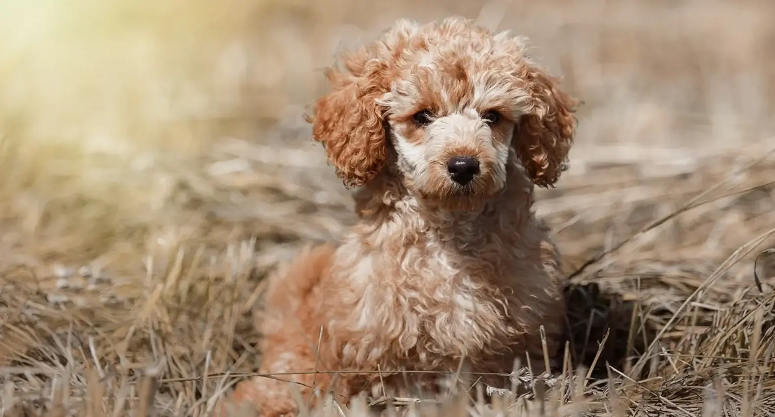 What is a Frenchie Doodle?