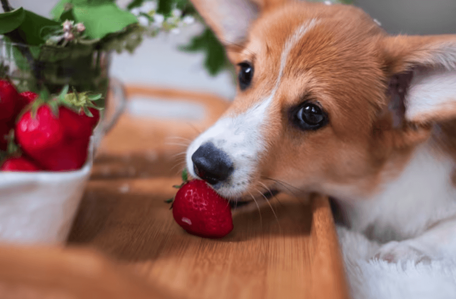 The Best Fruits for Dogs