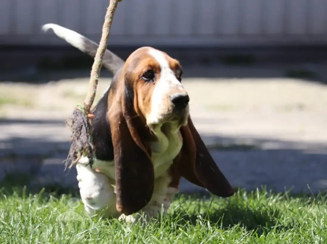 What is a European Basset Hound?