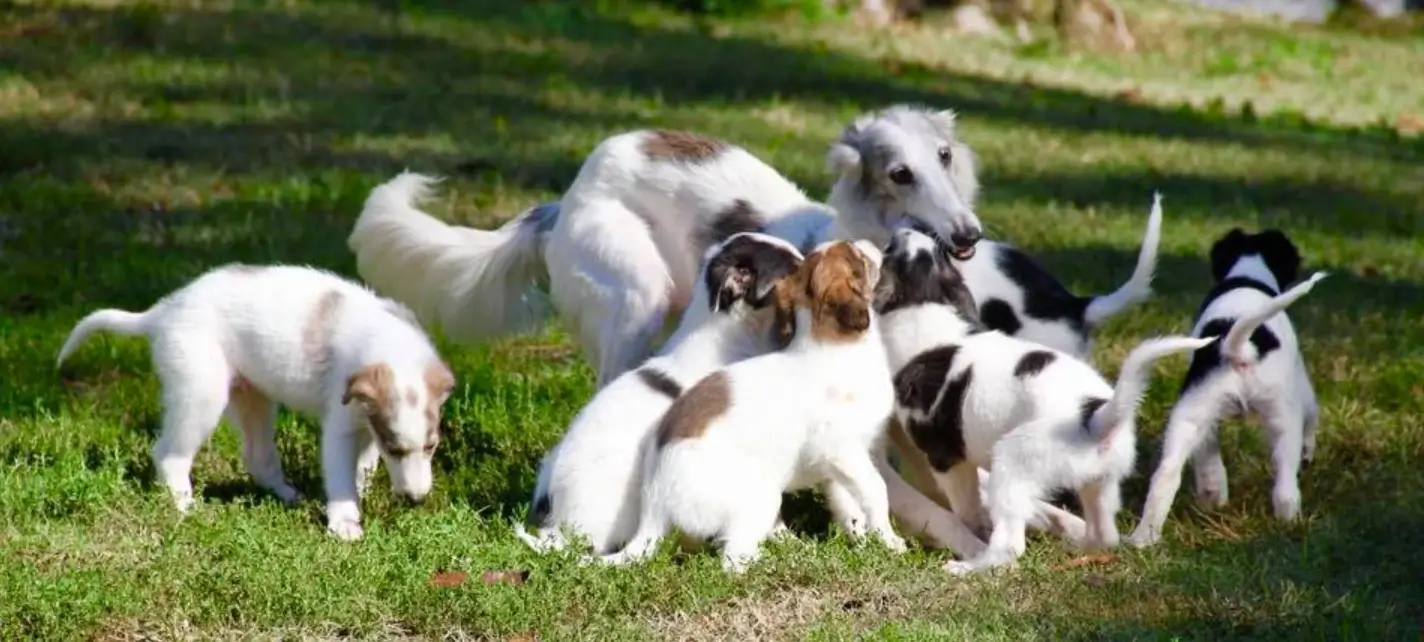 How Much Do Silken Windhound Puppies Cost?