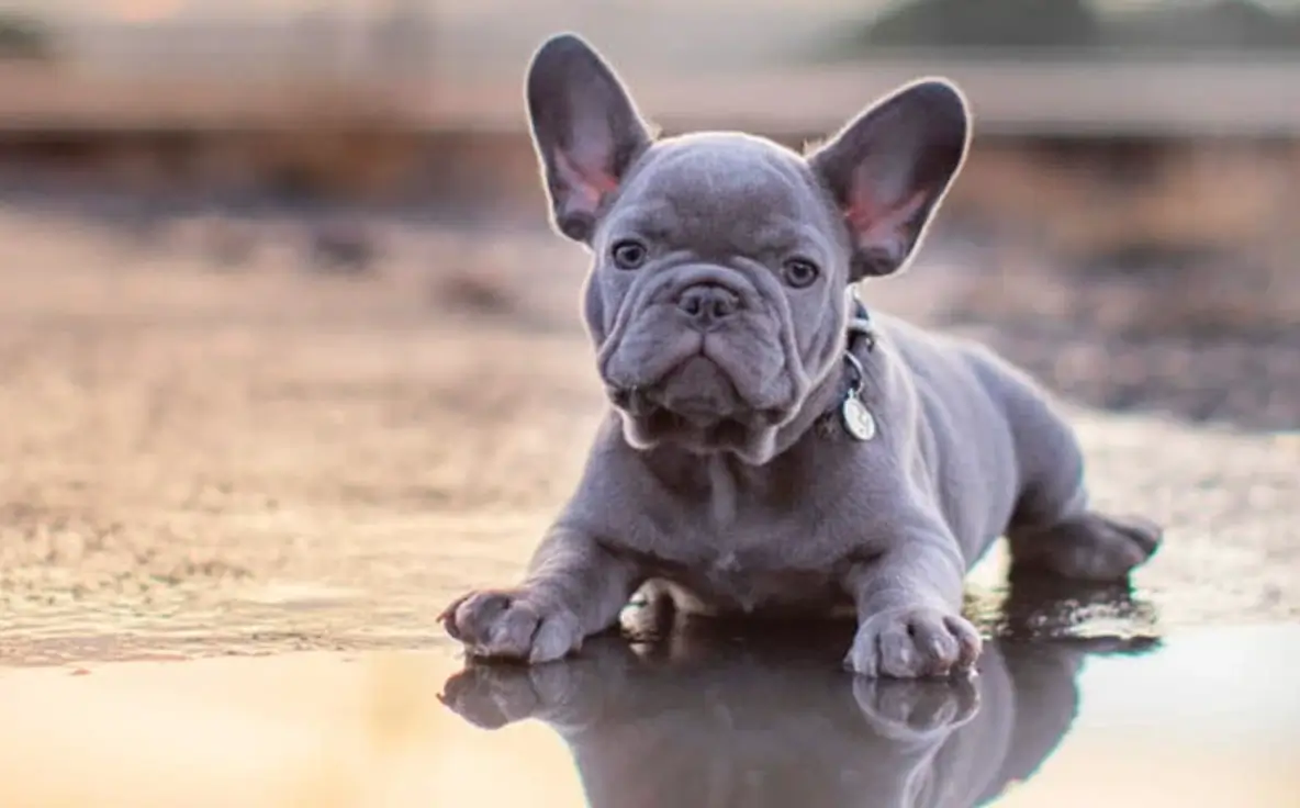 Blue Brindle Frenchie: Everything You Should Know