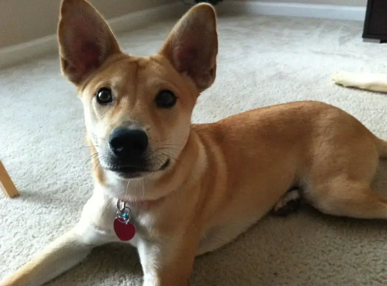 What is a Shiba Inu Basenji Mix?