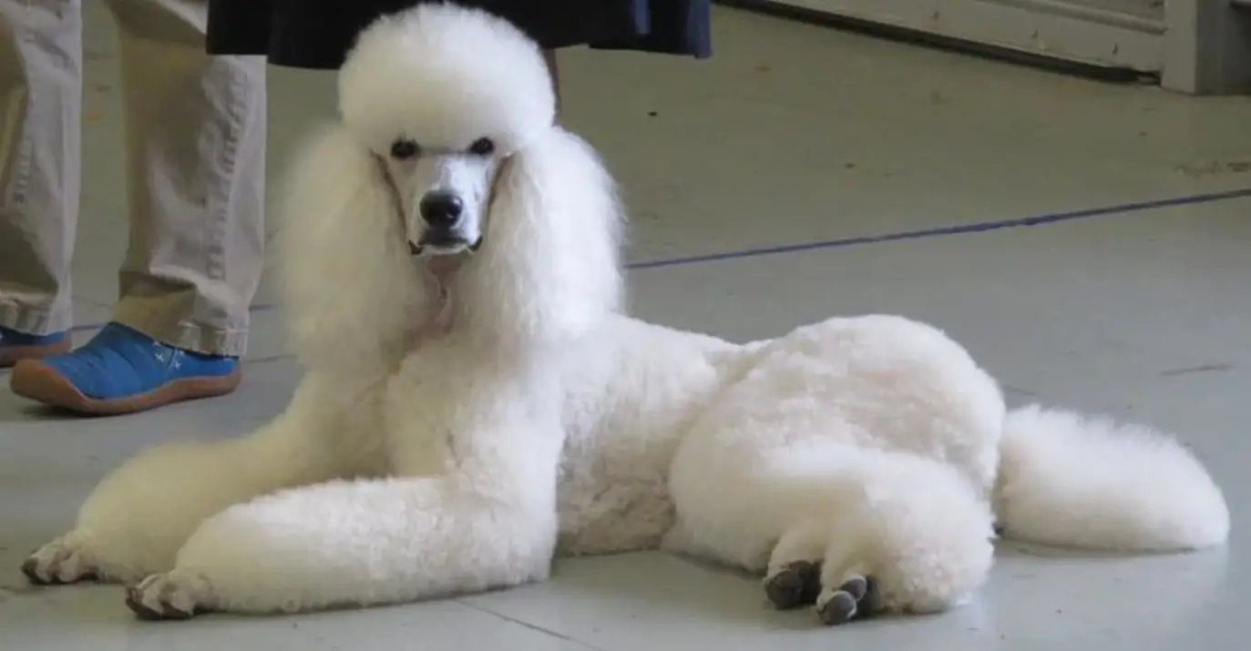 White Standard Poodle: Breed Review