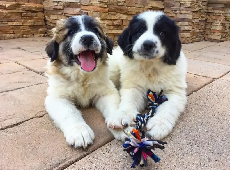 What is a Great Pyrenees Newfoundland Mix?