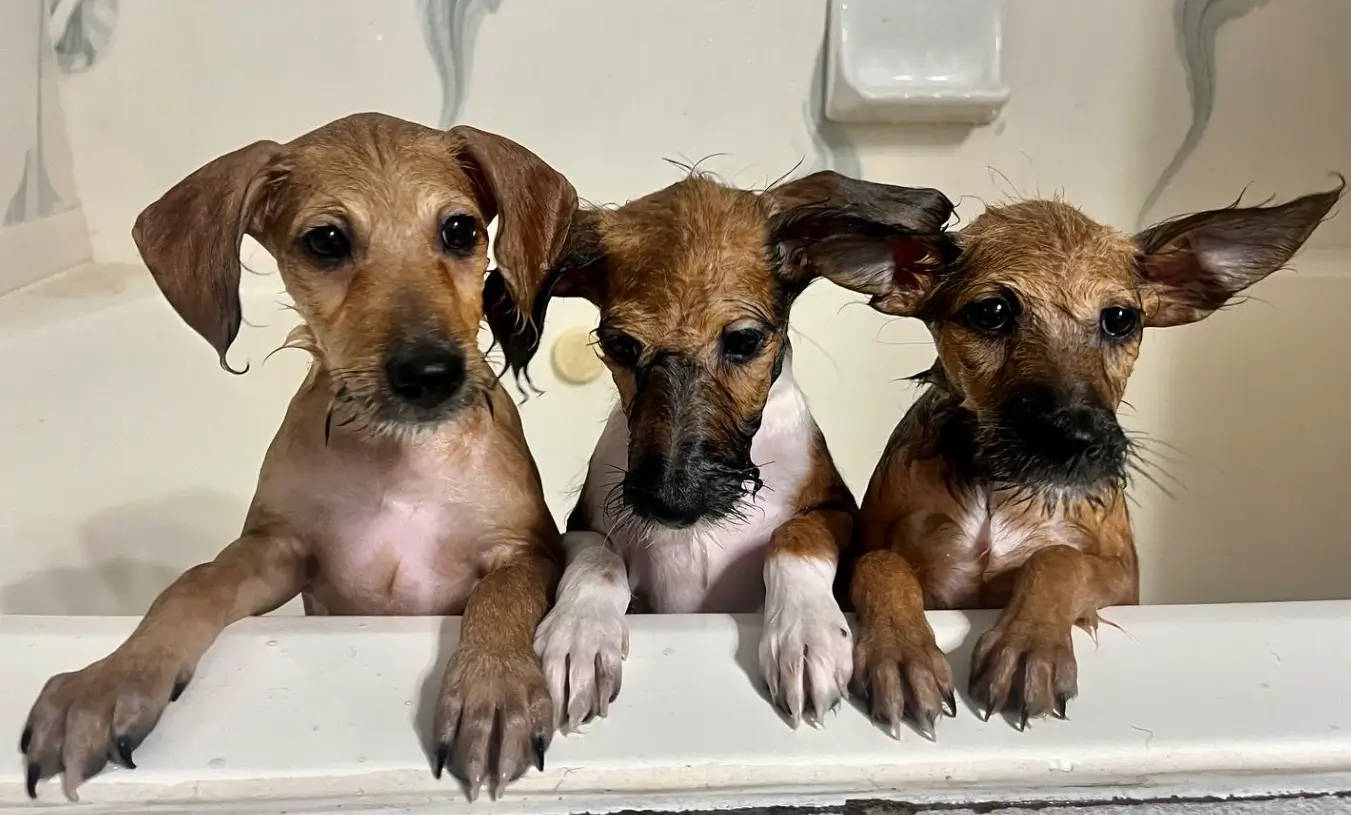 What Does a Basenji Poodle Mix Look Like?